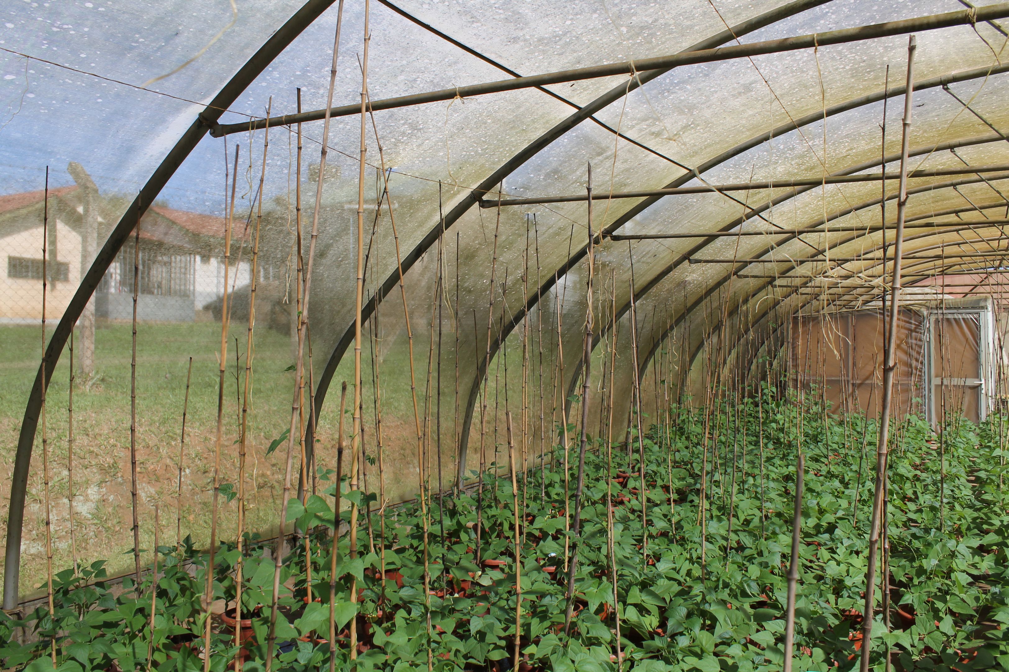 Bean breeding improves farmers' lives in Uganda