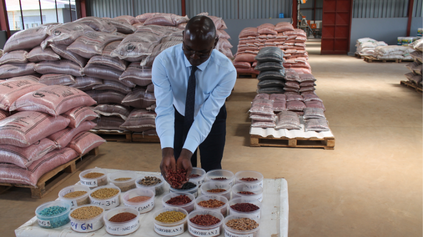 Bean breeding improves farmers' lives in Uganda
