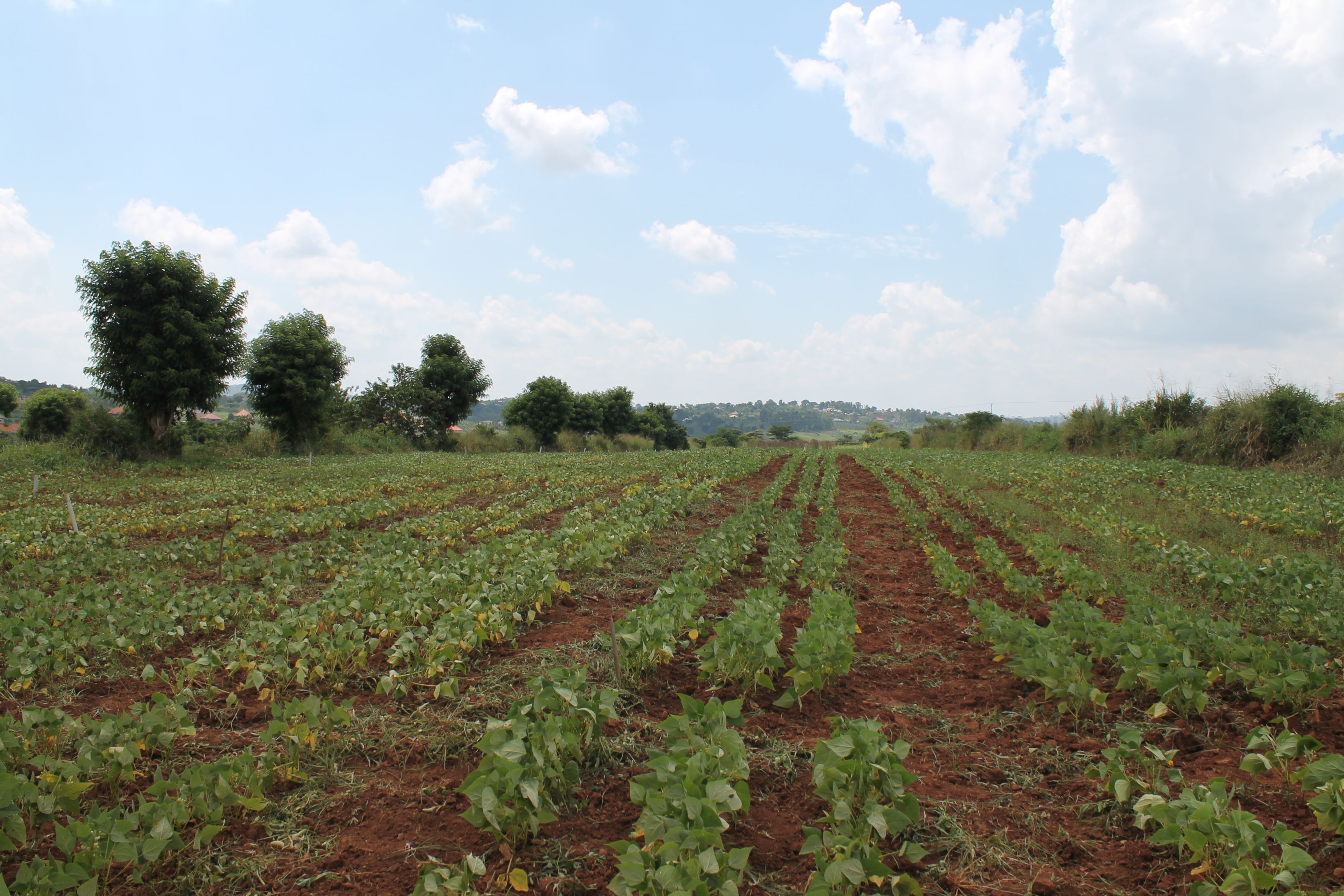 Bean breeding improves farmers' lives in Uganda