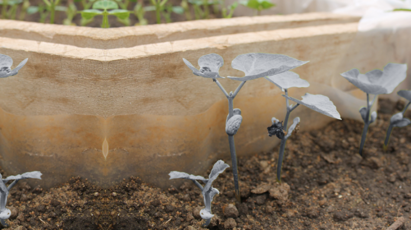 Bean breeding improves farmers' lives in Uganda