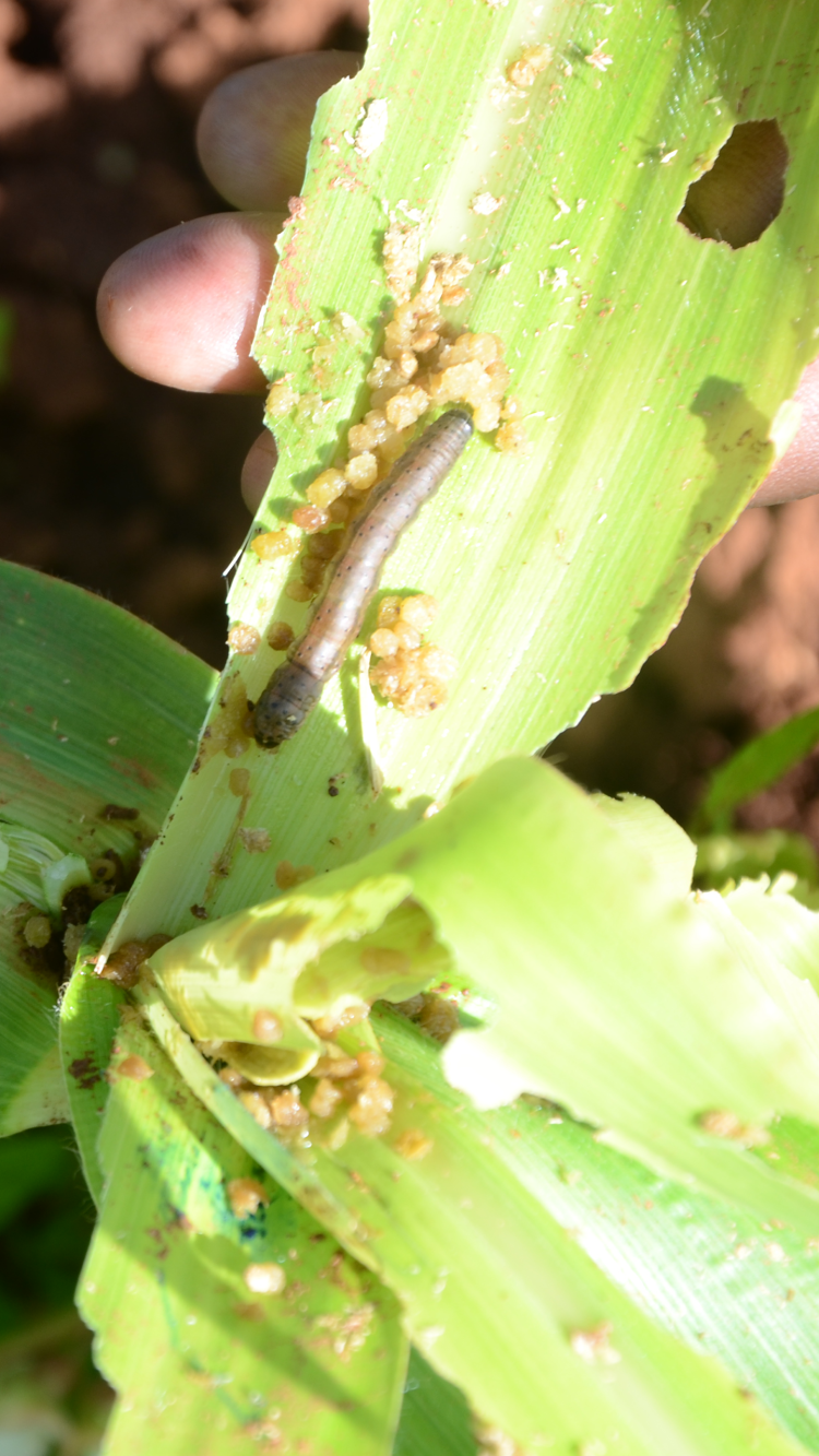 Fall Armyworm invasion creates massive communications challenge in Africa
