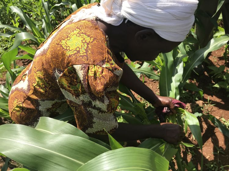 Fall Armyworm invasion creates massive communications challenge in Africa