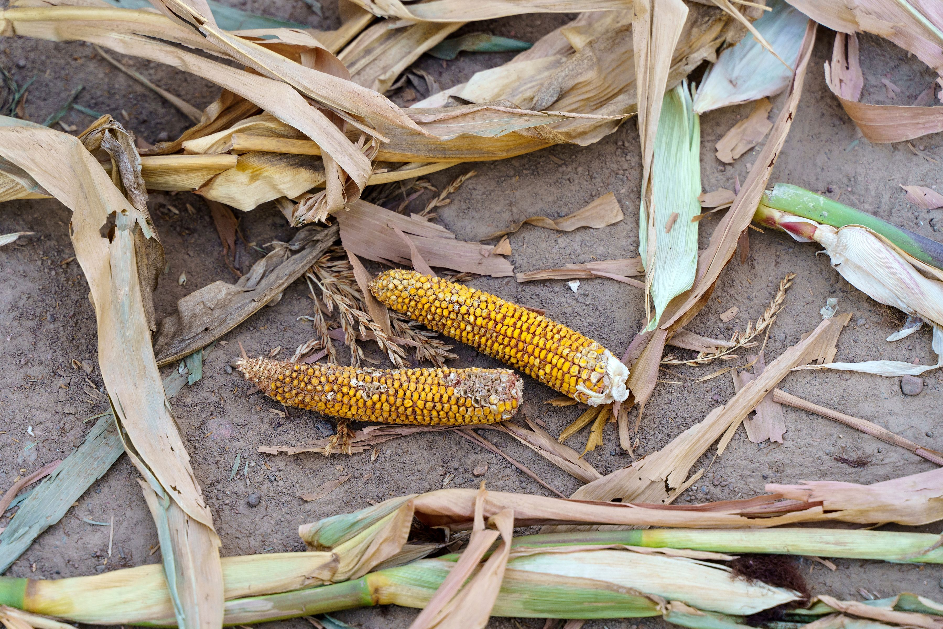 Which countries are facing the worst of the global food crisis?